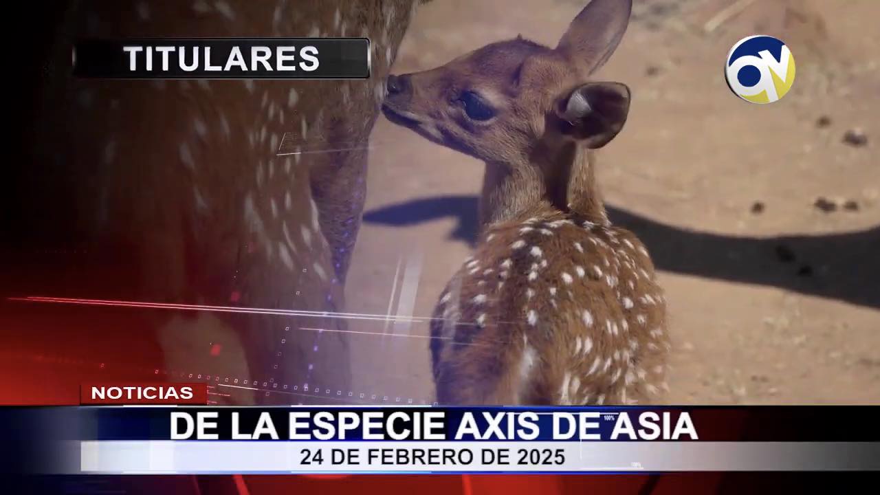 De la especie Axis de Asia - Quinta Visión Televisión